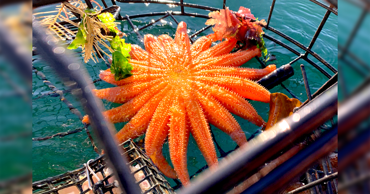 Crazy oddities found in Mother Nature | theCHIVE | Humanity