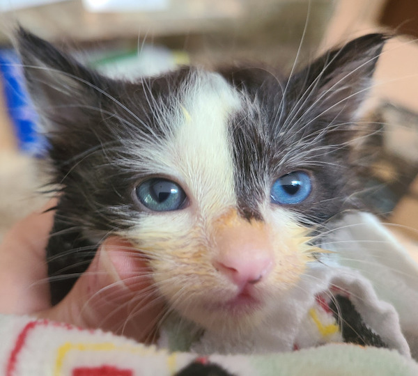 People and animals born with incredible abnormalities | theCHIVE