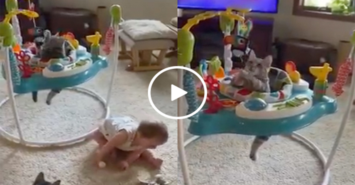 Adorable kitten takes over baby's bouncing chair