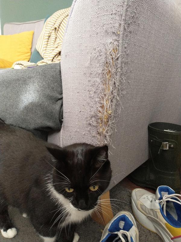 Animals that are agents of pure chaos