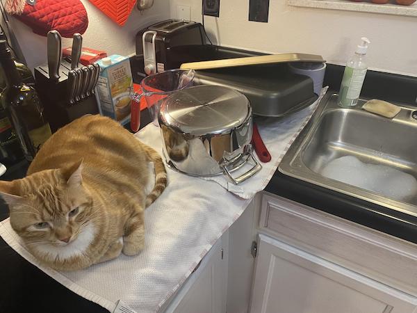 Animals that are agents of pure chaos