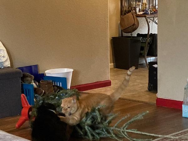 Animals that are agents of pure chaos