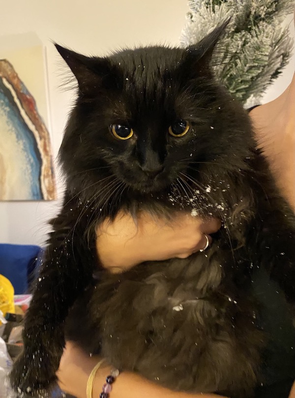 Animals that are agents of pure chaos