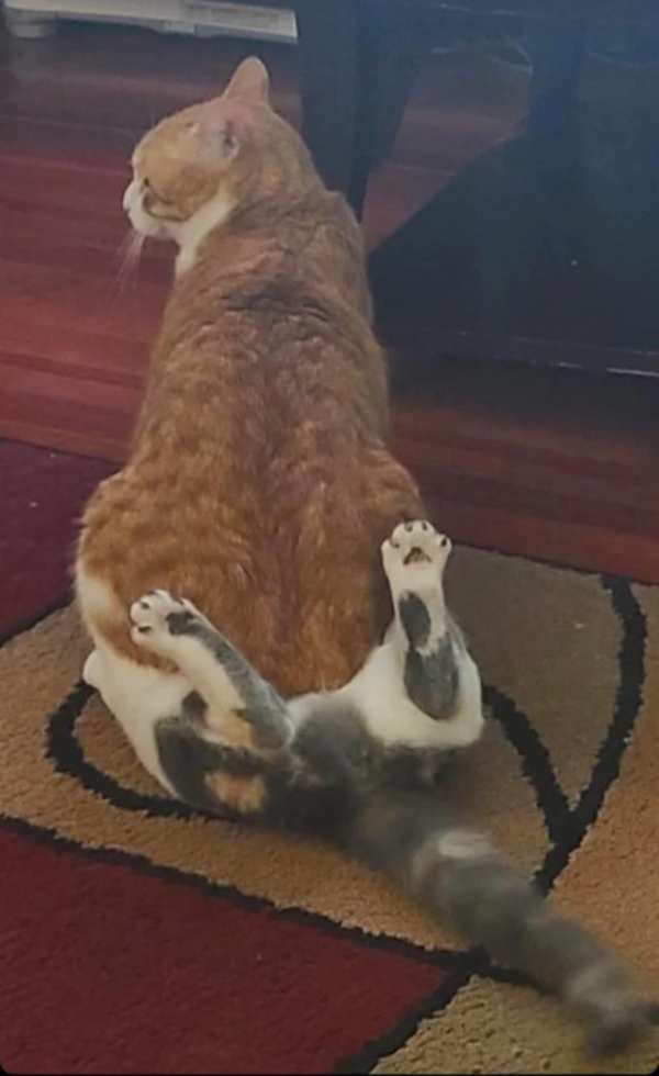 Cat Saturday Psspspspsp