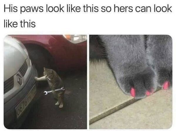 Take a Paws for Cat Saturday