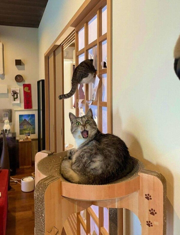 A Very Meowy Cat Saturday to You