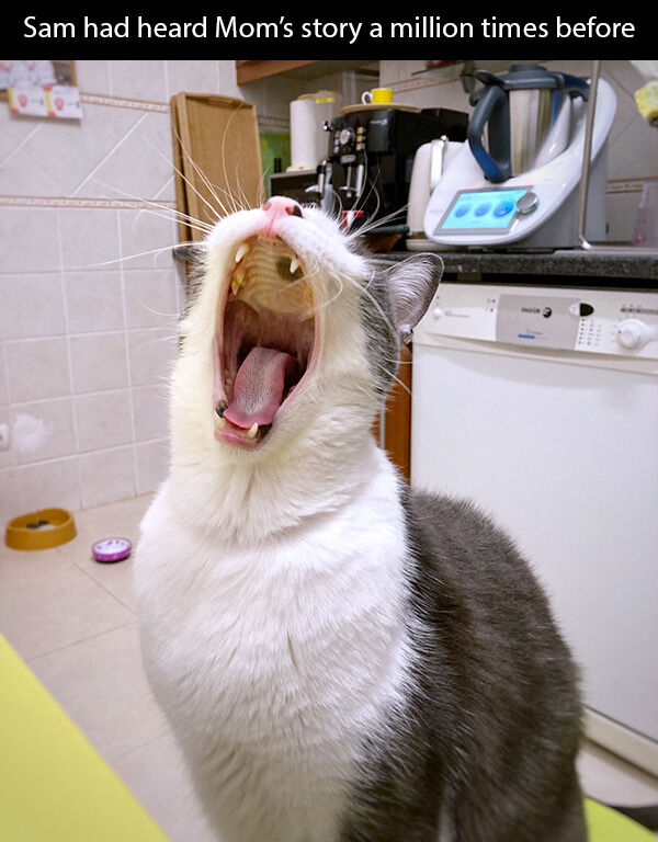 A Very Meowy Cat Saturday to You