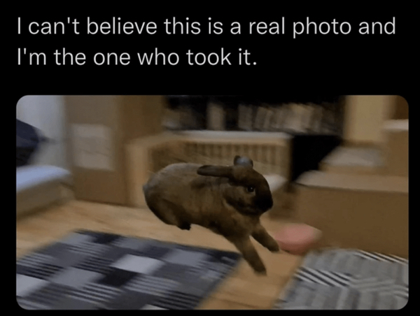 Heartwarming and wholesome animal memes bring instant smiles