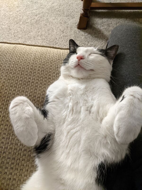 A Very Meowy Cat Saturday to You