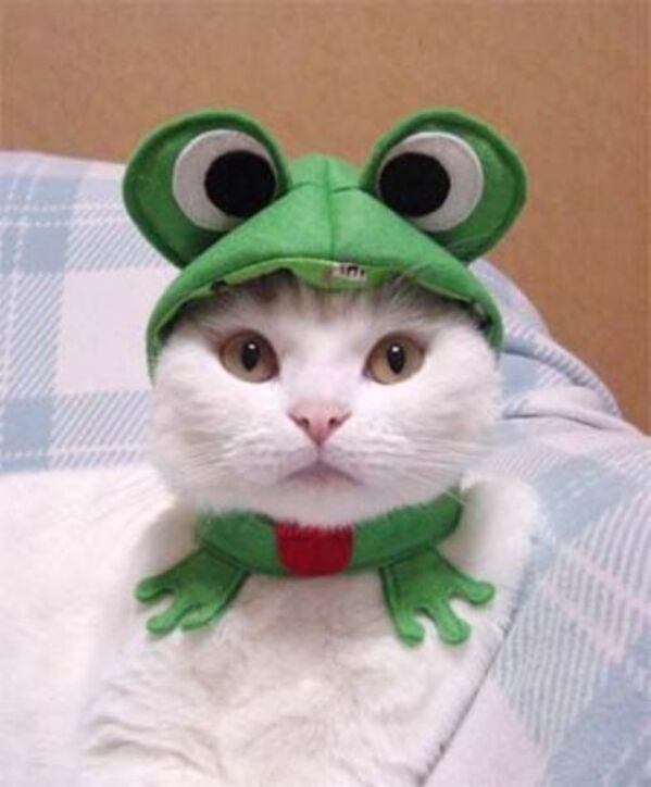 A Very Meowy Cat Saturday to You