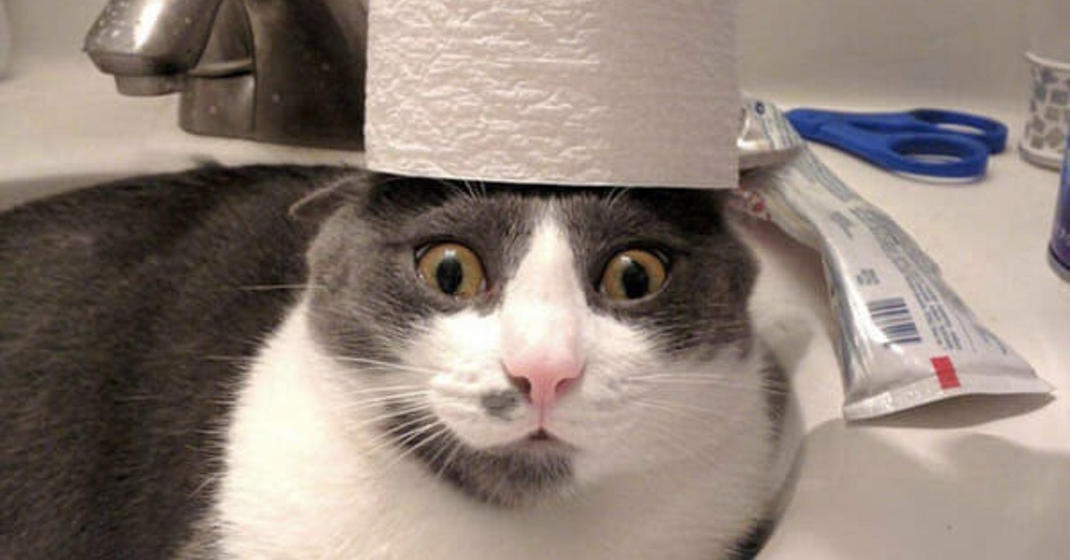 Cat Pictures | Funny Cat Videos and Memes - theCHIVE