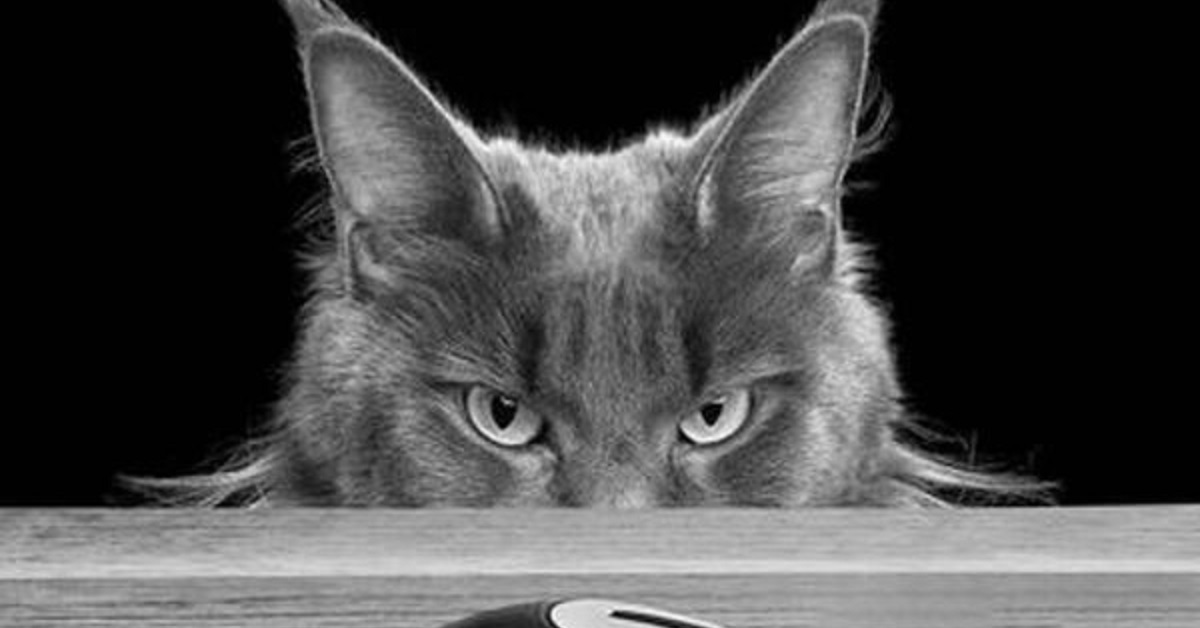 Cat Pictures | Funny Cat Videos and Memes - theCHIVE