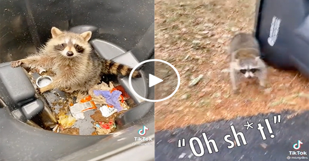 Wannabe Disney princess gets BETRAYED by raccoon she tries to help