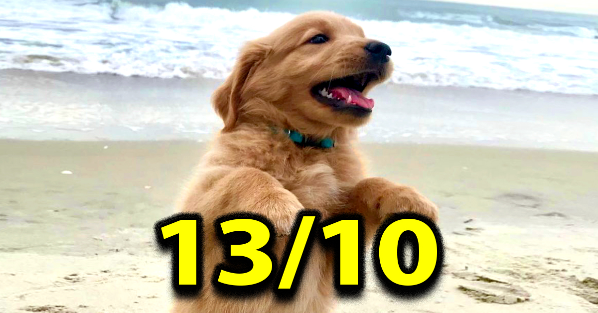 Twitter account @dog_rates judges people's dogs | theCHIVE | Humor