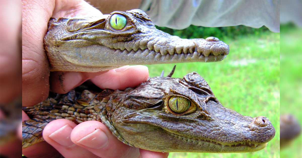 Interesting comparisons to give you a different perspective | theCHIVE