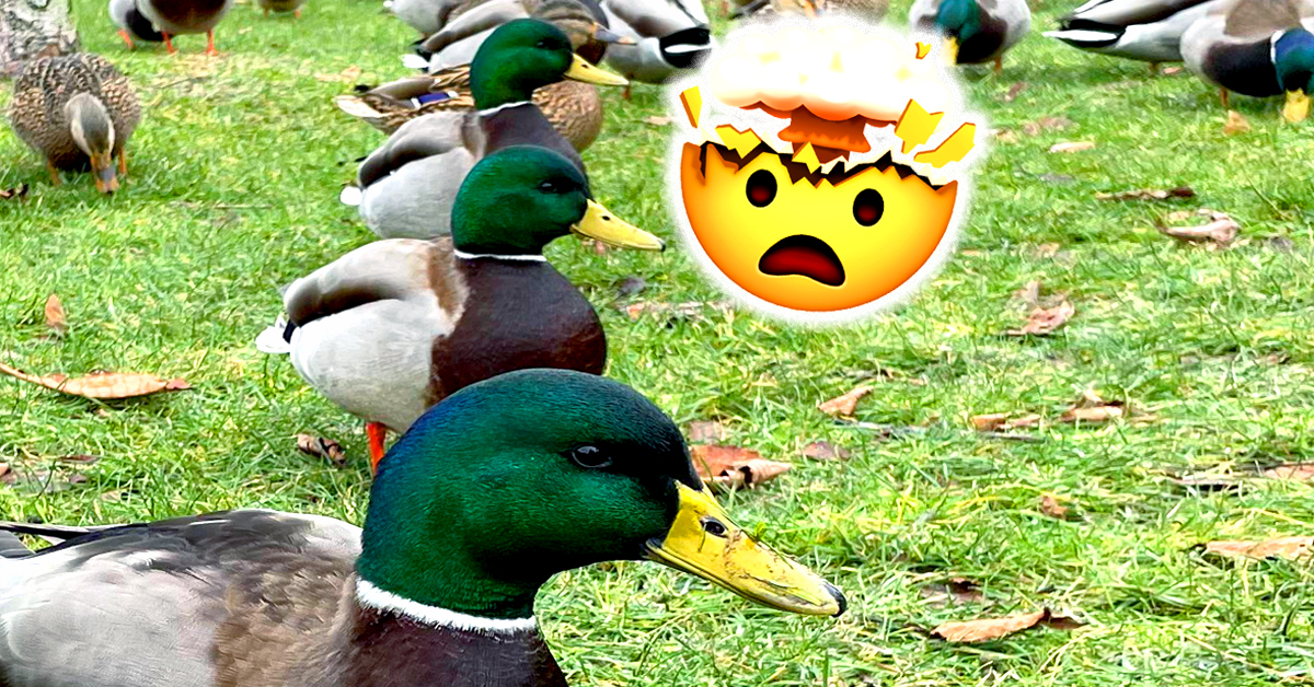 Offbeat interesting stories and pictures - theCHIVE