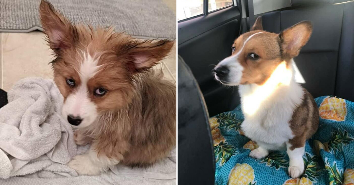 The disappointment in these corgis knows no bounds