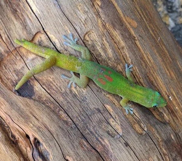 Animal mutations putting the "wild" in "wildlife"