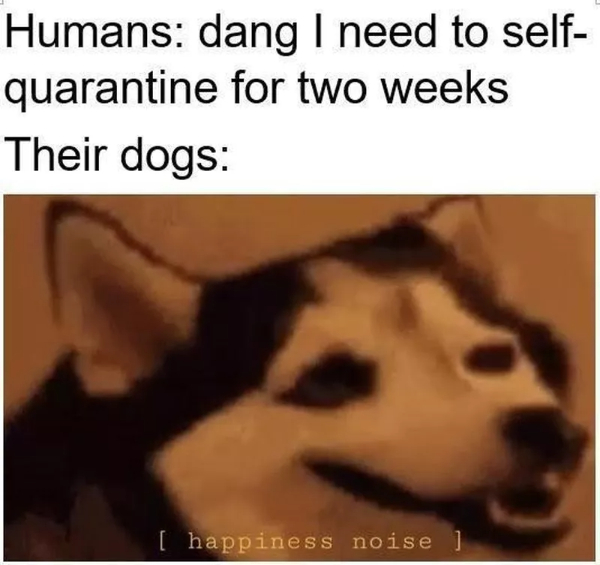 Dog Memes Are a Real Woof