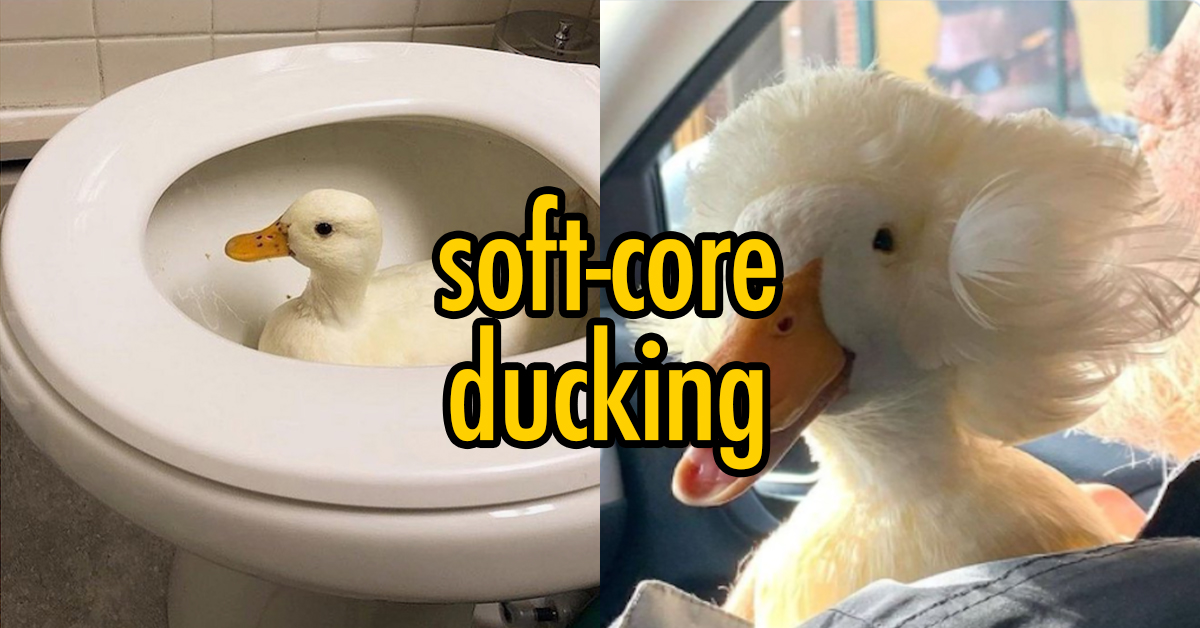Accidentally googled “DUCK BUDDIES NEAR ME” & now you get a duck post