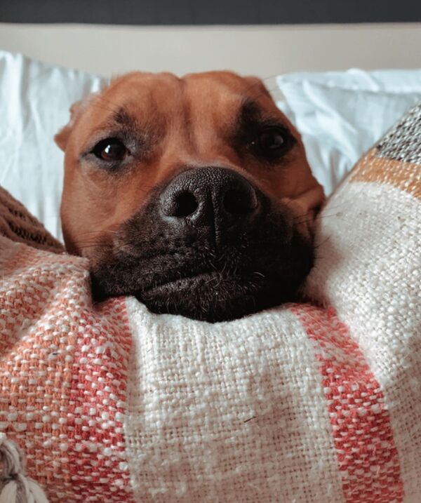 An Ode to Dogs
