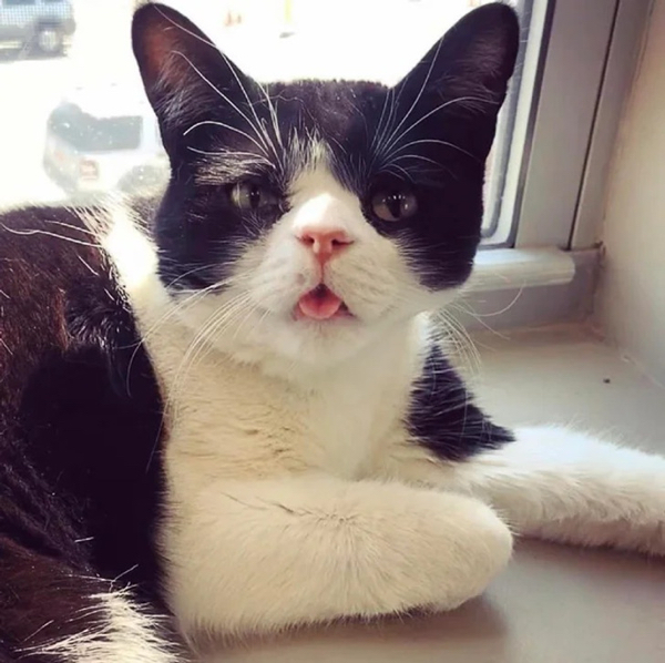 Animal mutations putting the "wild" in "wildlife"