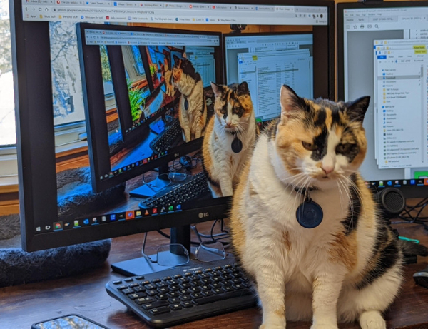 Cat Saturday Says Meow