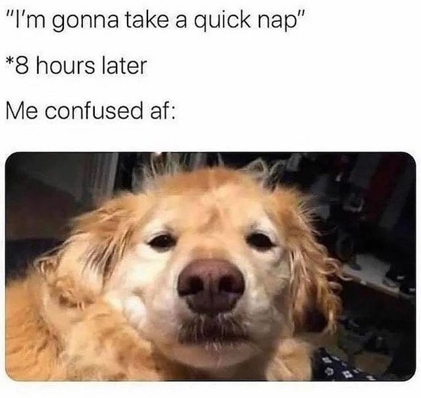 More Dog Memes than you can shake a stick at