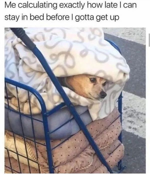 More Dog Memes than you can shake a stick at