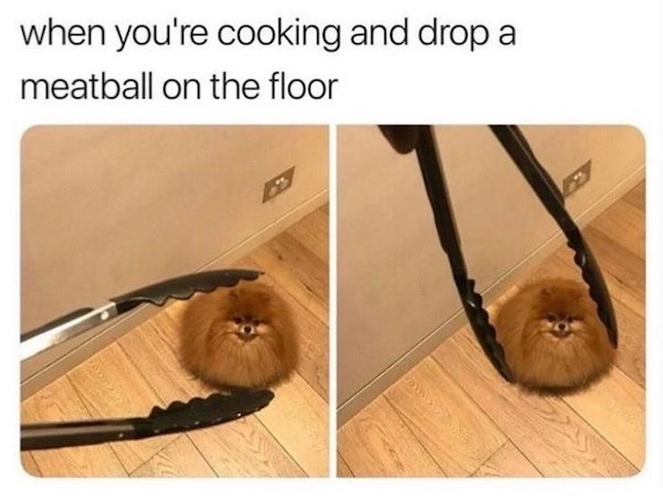 More Dog Memes than you can shake a stick at