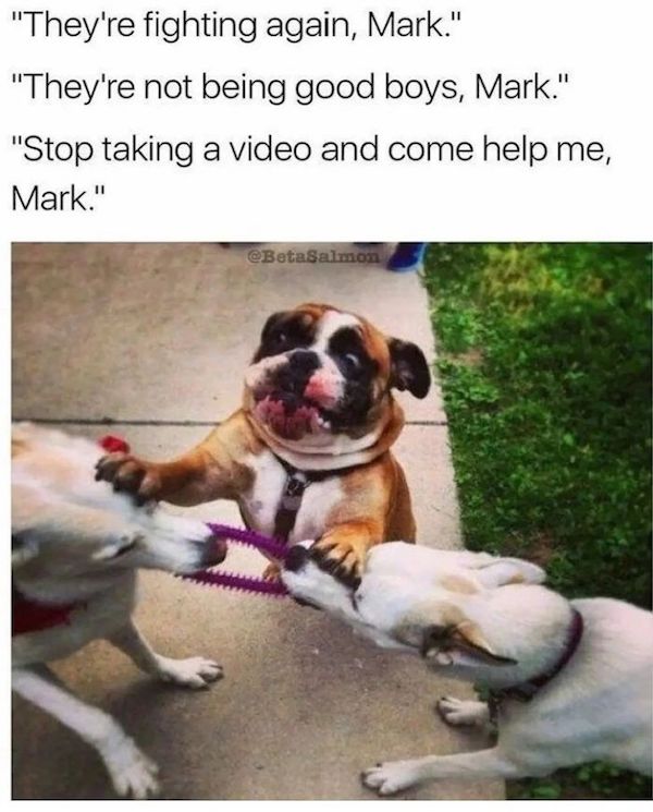 More Dog Memes than you can shake a stick at