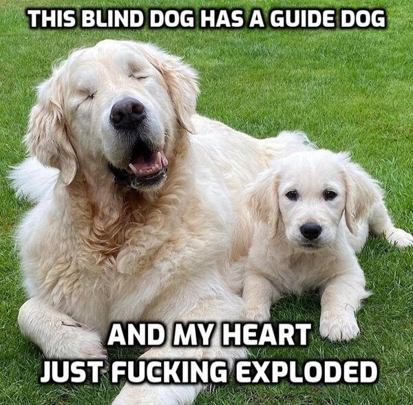 An Ode to Dogs