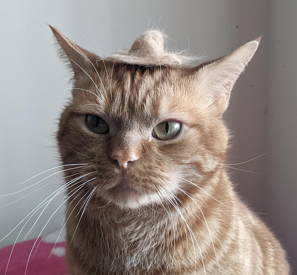 More curious oddities that have caught our attention | theCHIVE