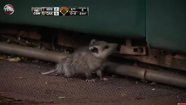 A collection of animals wreaking havoc (& being cute) at sports games
