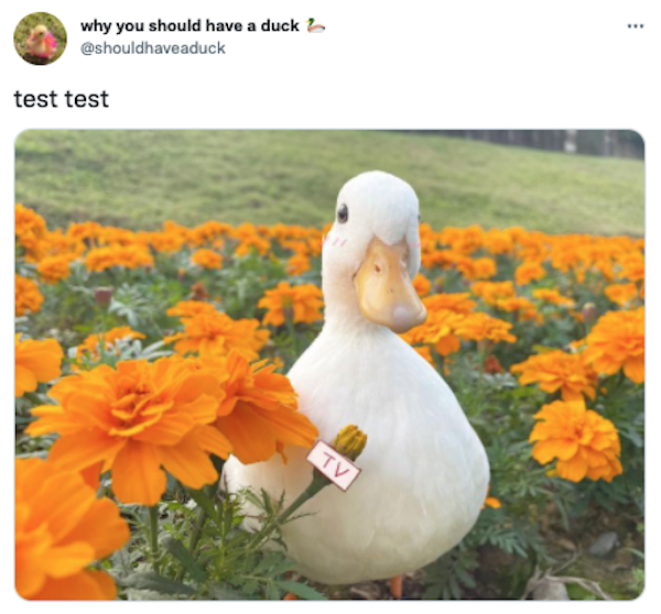 Accidentally googled “DUCK BUDDIES NEAR ME” & now you get a duck post