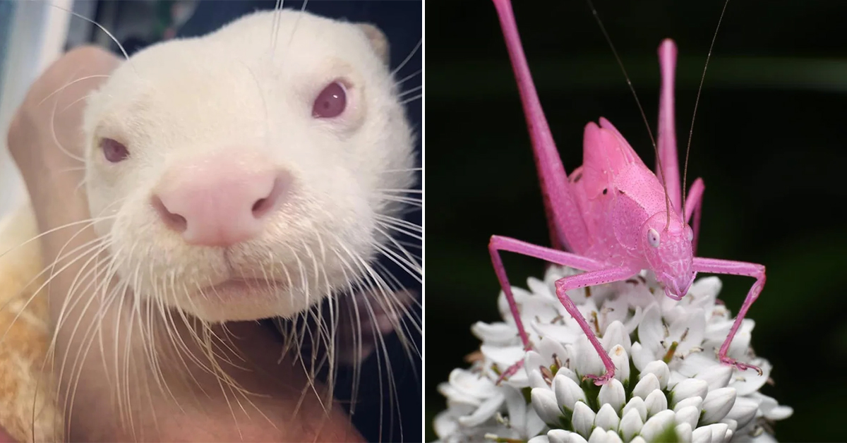 Animal mutations putting the "wild" in "wildlife"