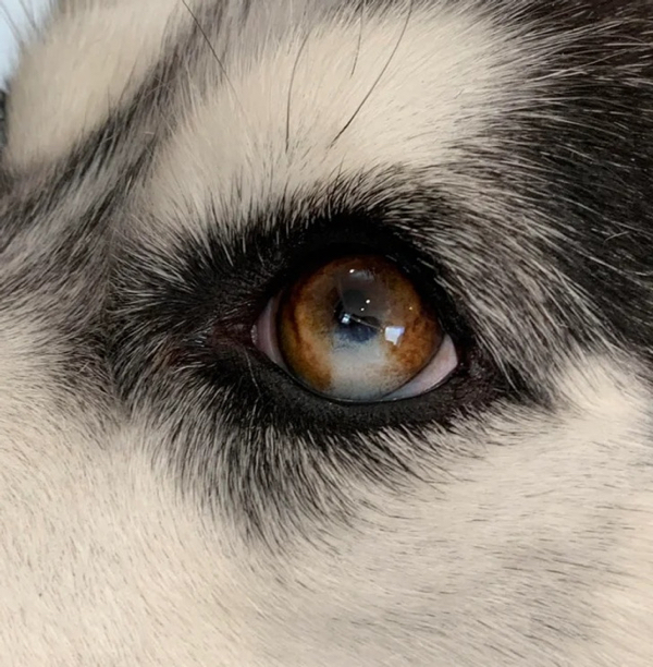 Animal mutations putting the "wild" in "wildlife"