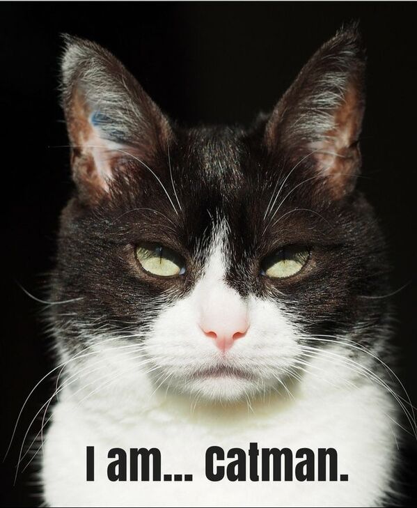 Cat Saturday Says Meow