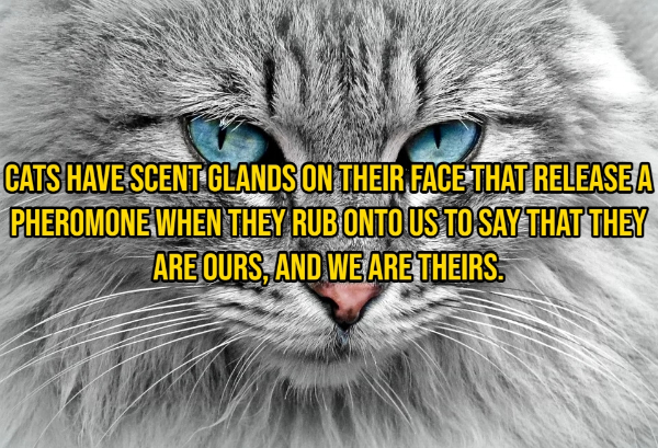 A Bucket of Random Facts