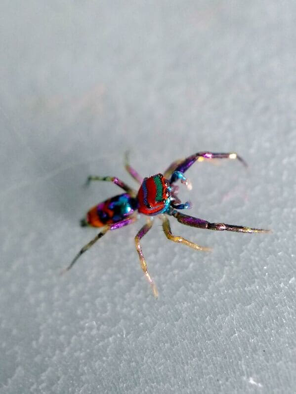 Spiders so cute they'll cure your arachnophobia