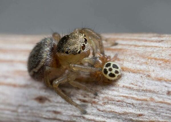Spiders so cute they'll cure your arachnophobia