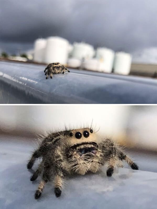 Spiders so cute they'll cure your arachnophobia