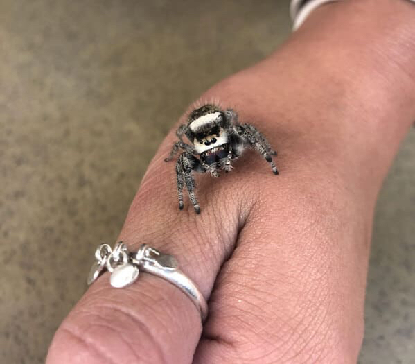 Spiders so cute they'll cure your arachnophobia