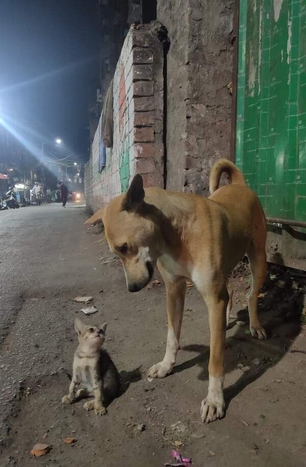 An Ode to Dogs