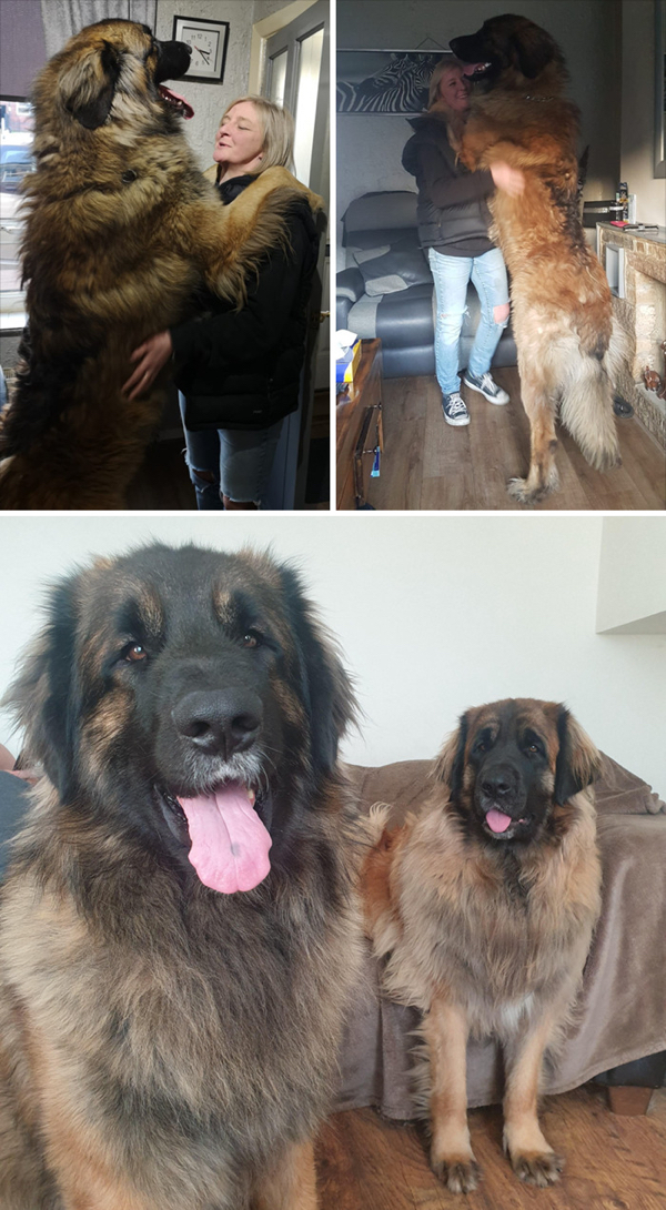 Gigantic dogs that just have more love to give