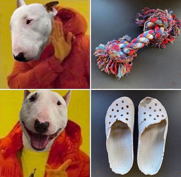 Dogs doing things