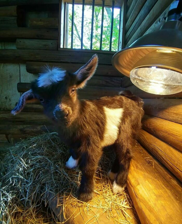 These goats are the real GOATs