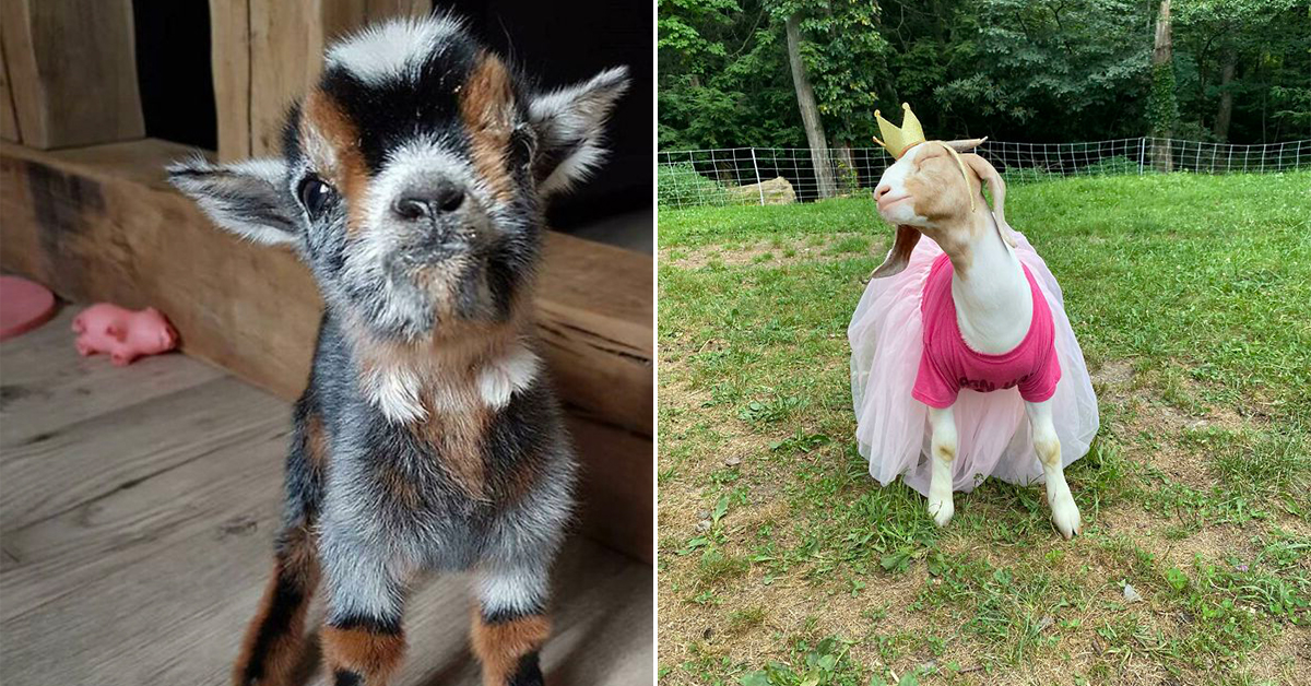These goats are the real GOATs
