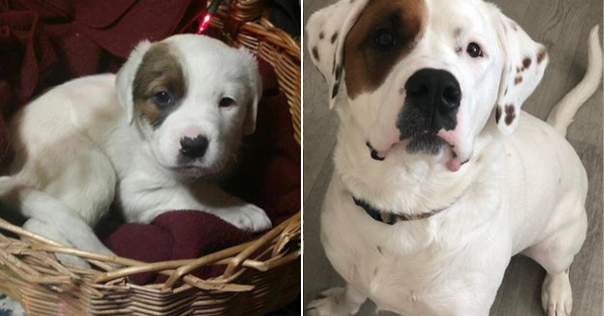 Turn puppies into dogs with 1 simple ingredient