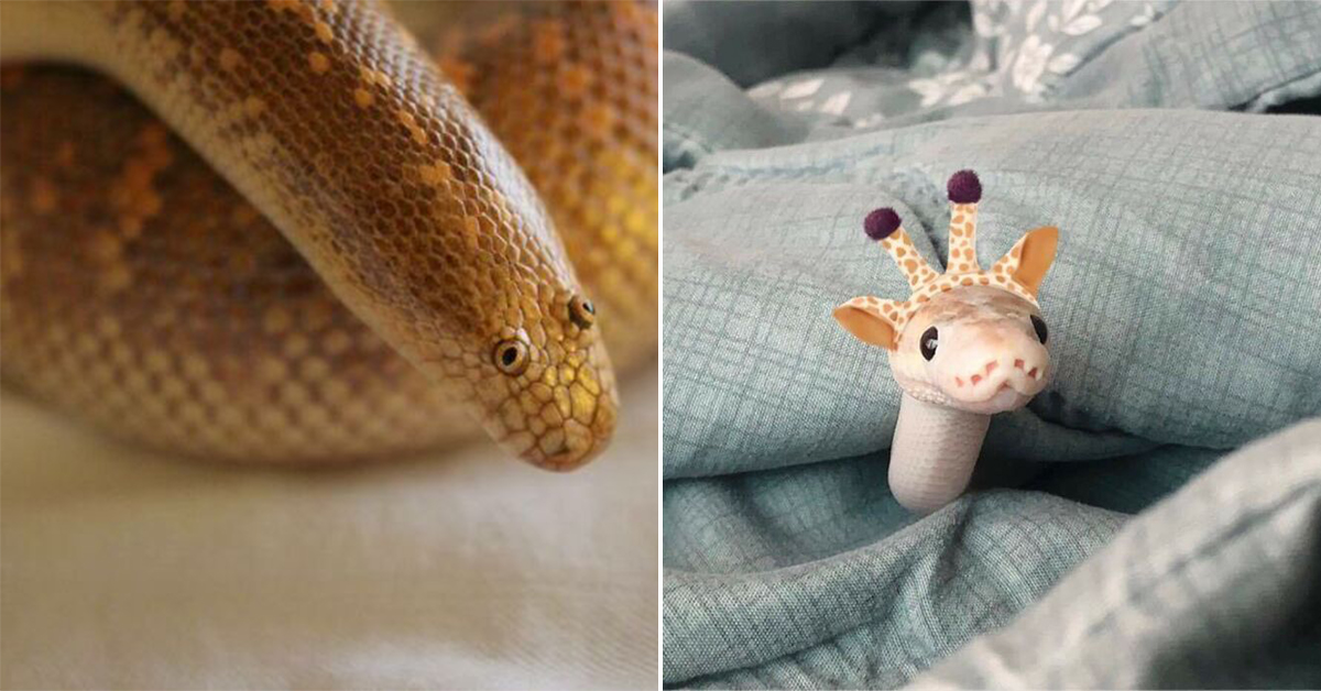 If these snakes were any cuter they'd become cartoons